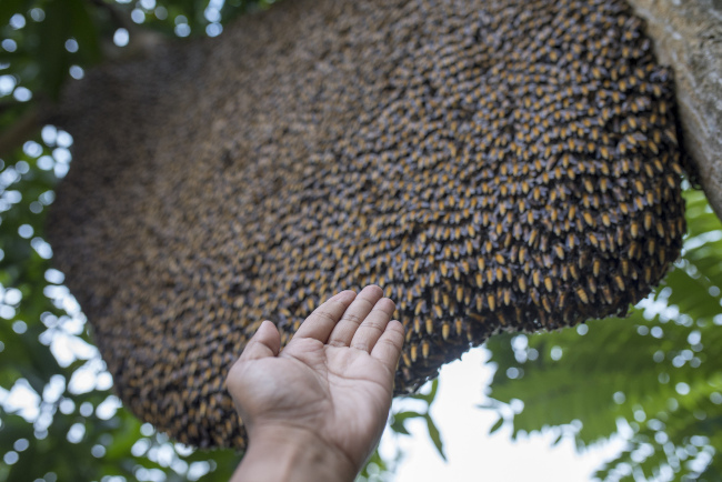 How to Recognize You Need Bee Swarm Removal | Best Bee Removal in Florida