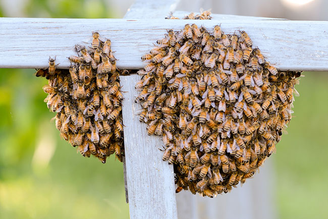 All of the Sweetness, None of the Sting – Honey Bee Removal 101 | Best ...